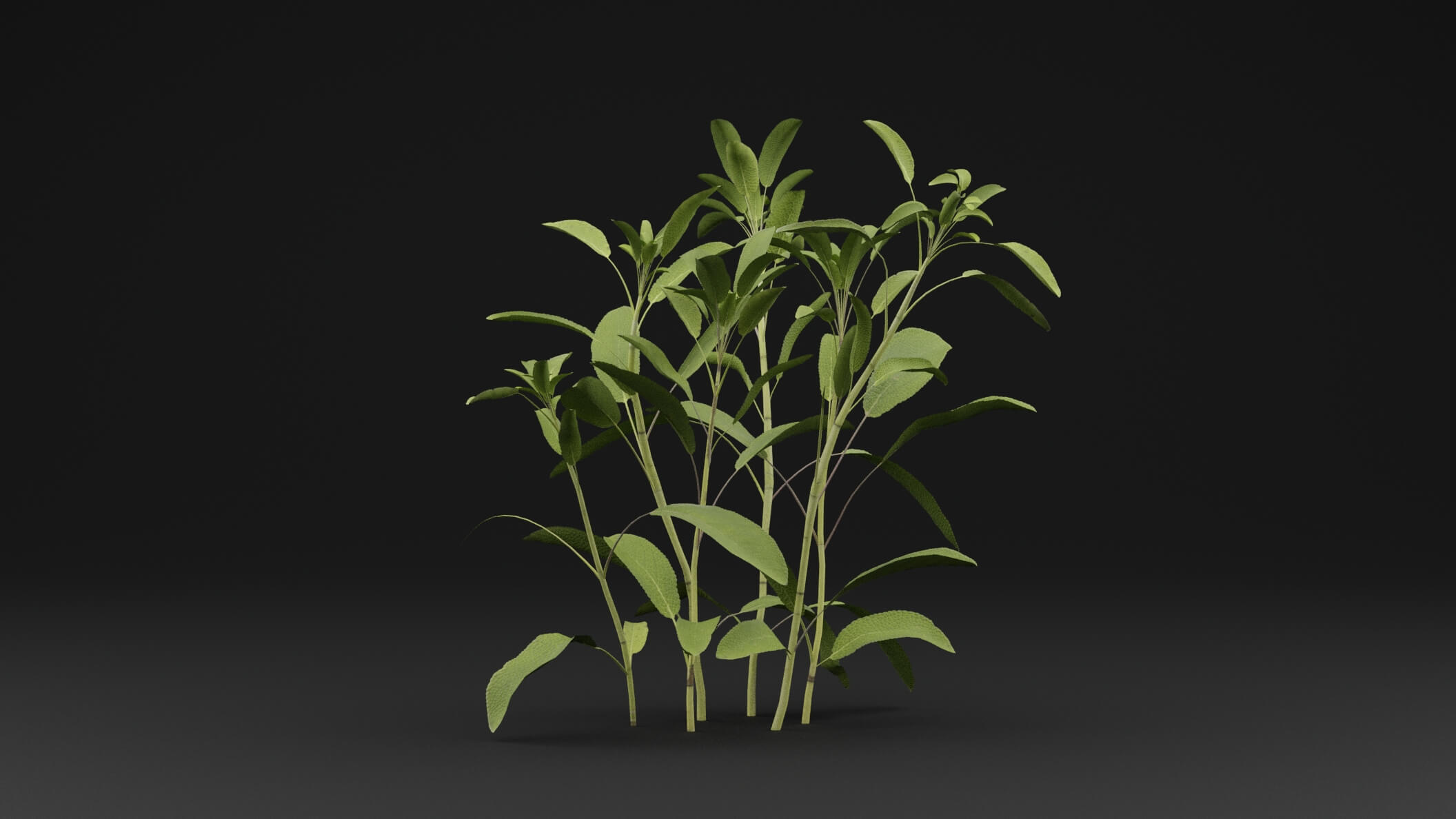 Salvia Officinalis Plant - 3D Model by Green Lander