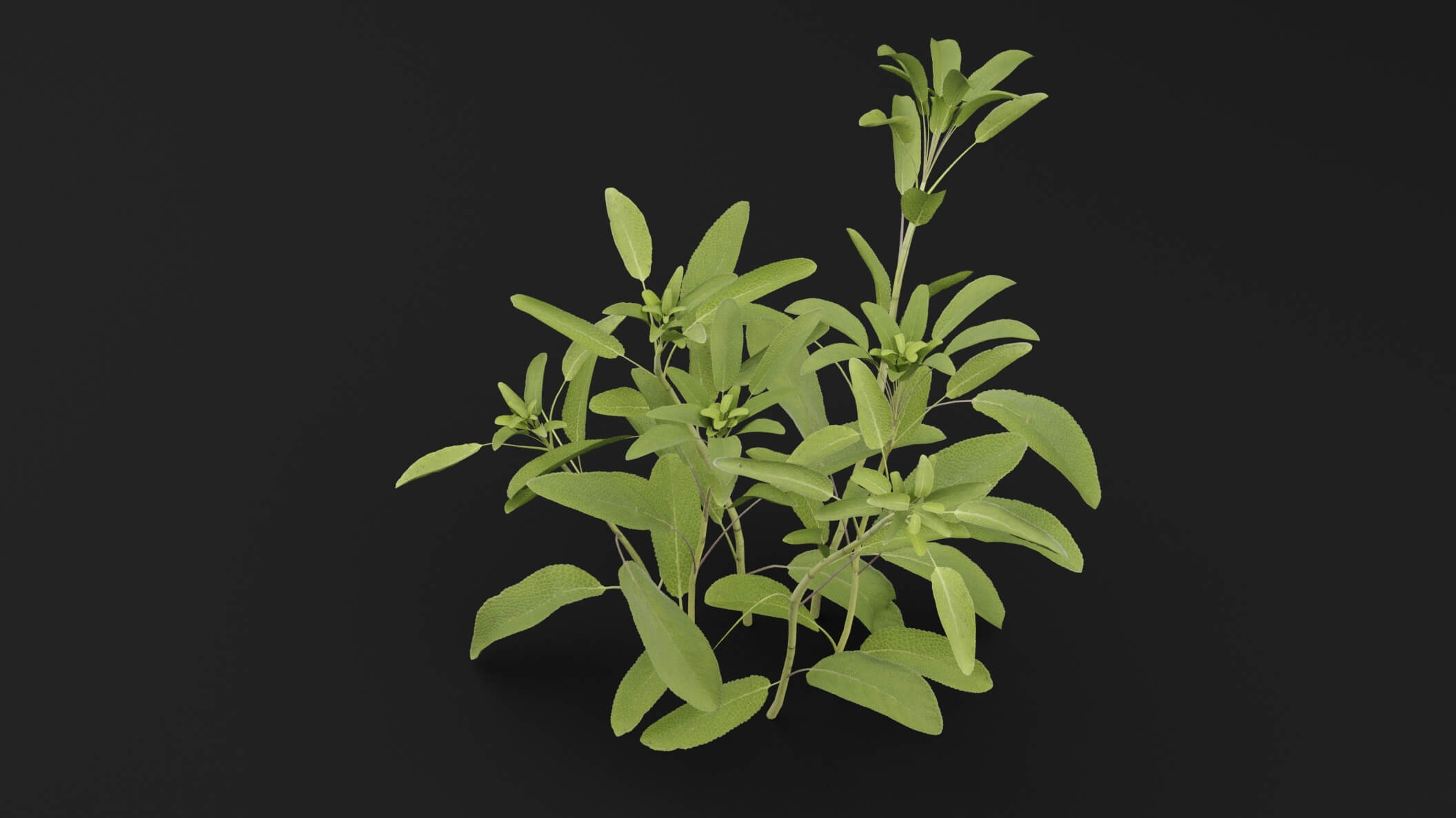 Salvia Officinalis Plant - 3D Model by Green Lander