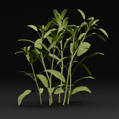 Salvia Officinalis Plant - 3D Model by Green Lander