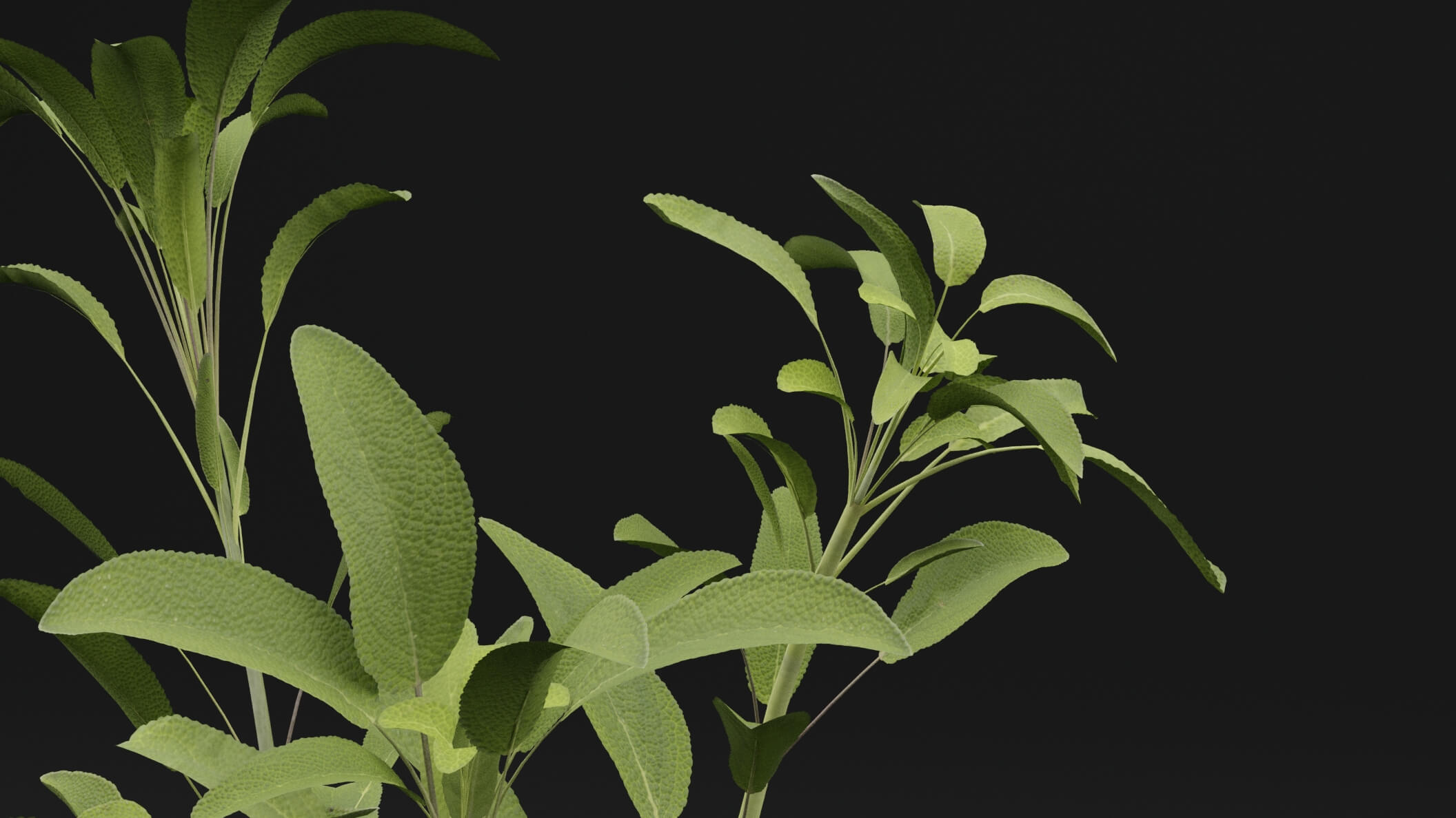 Salvia Officinalis Plant - 3D Model by Green Lander
