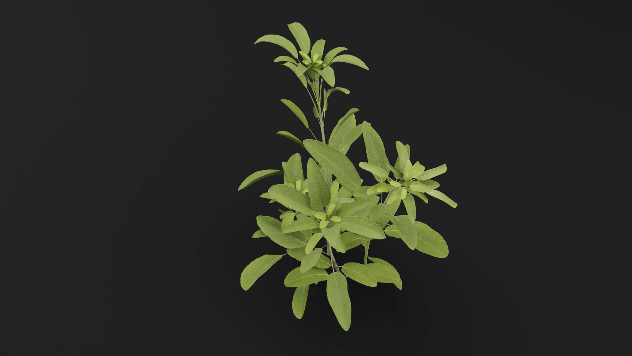 Salvia Officinalis Plant - 3D Model by Green Lander
