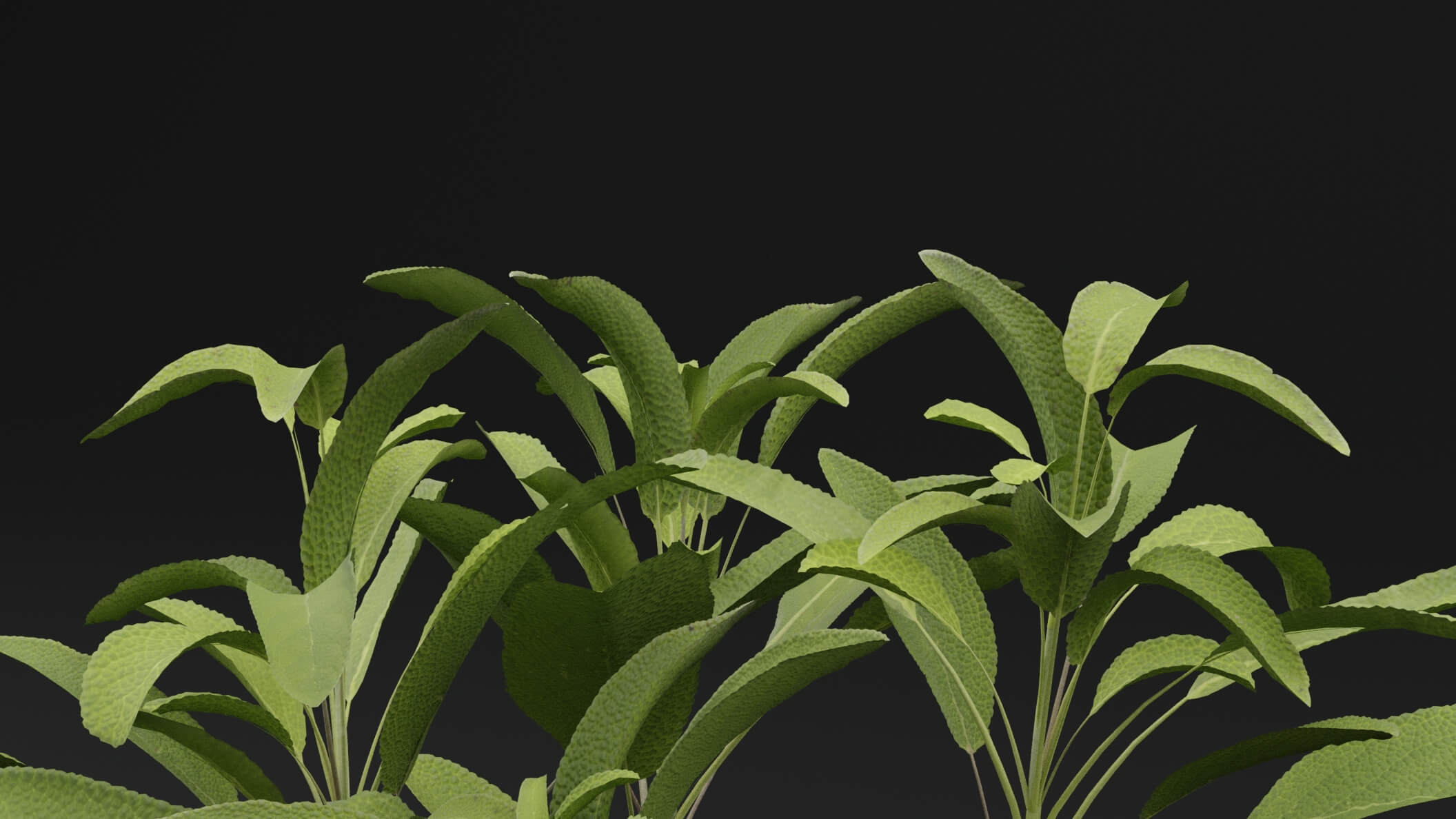Salvia Officinalis Plant - 3D Model by Green Lander