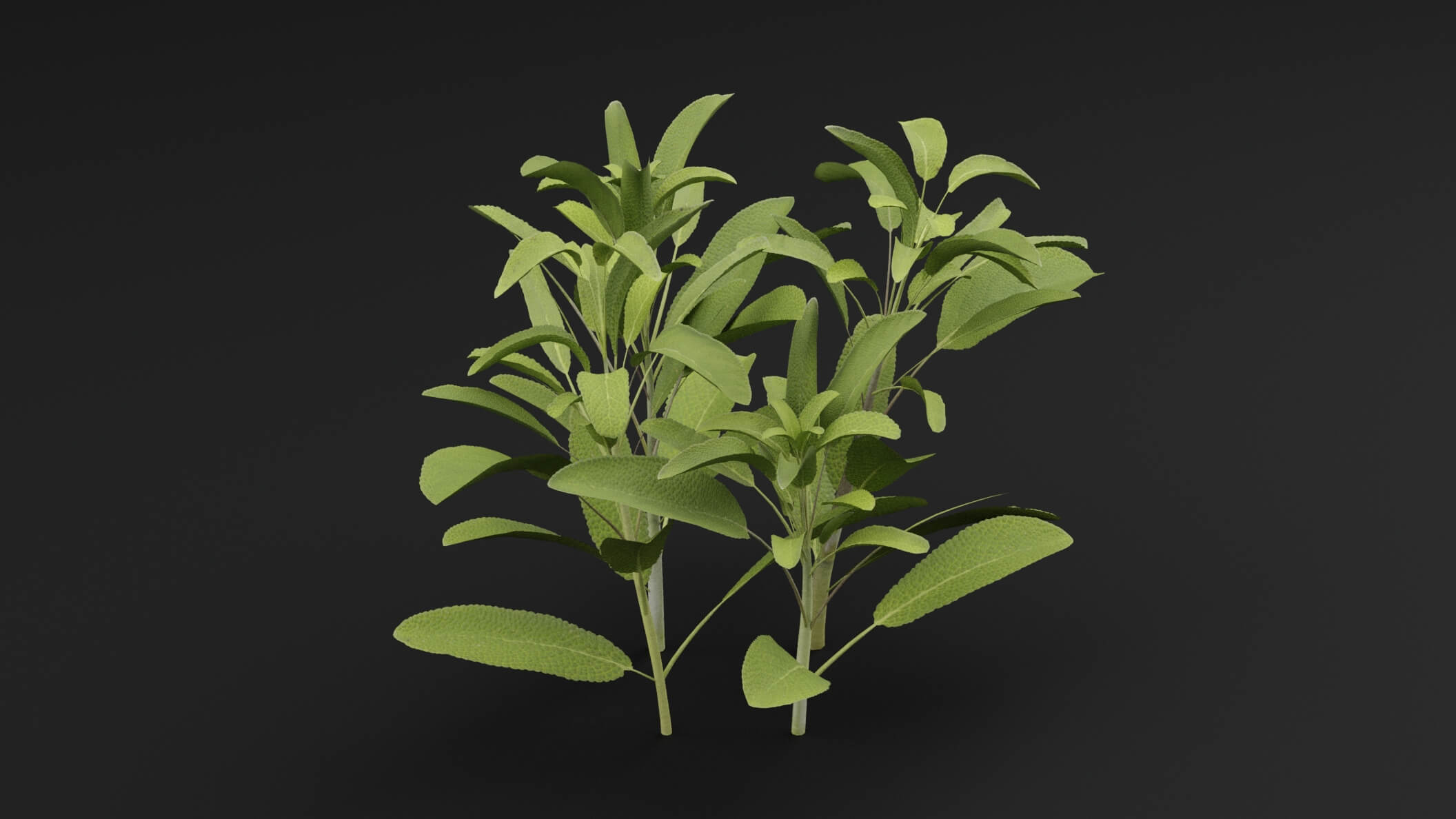 Salvia Officinalis Plant - 3D Model by Green Lander