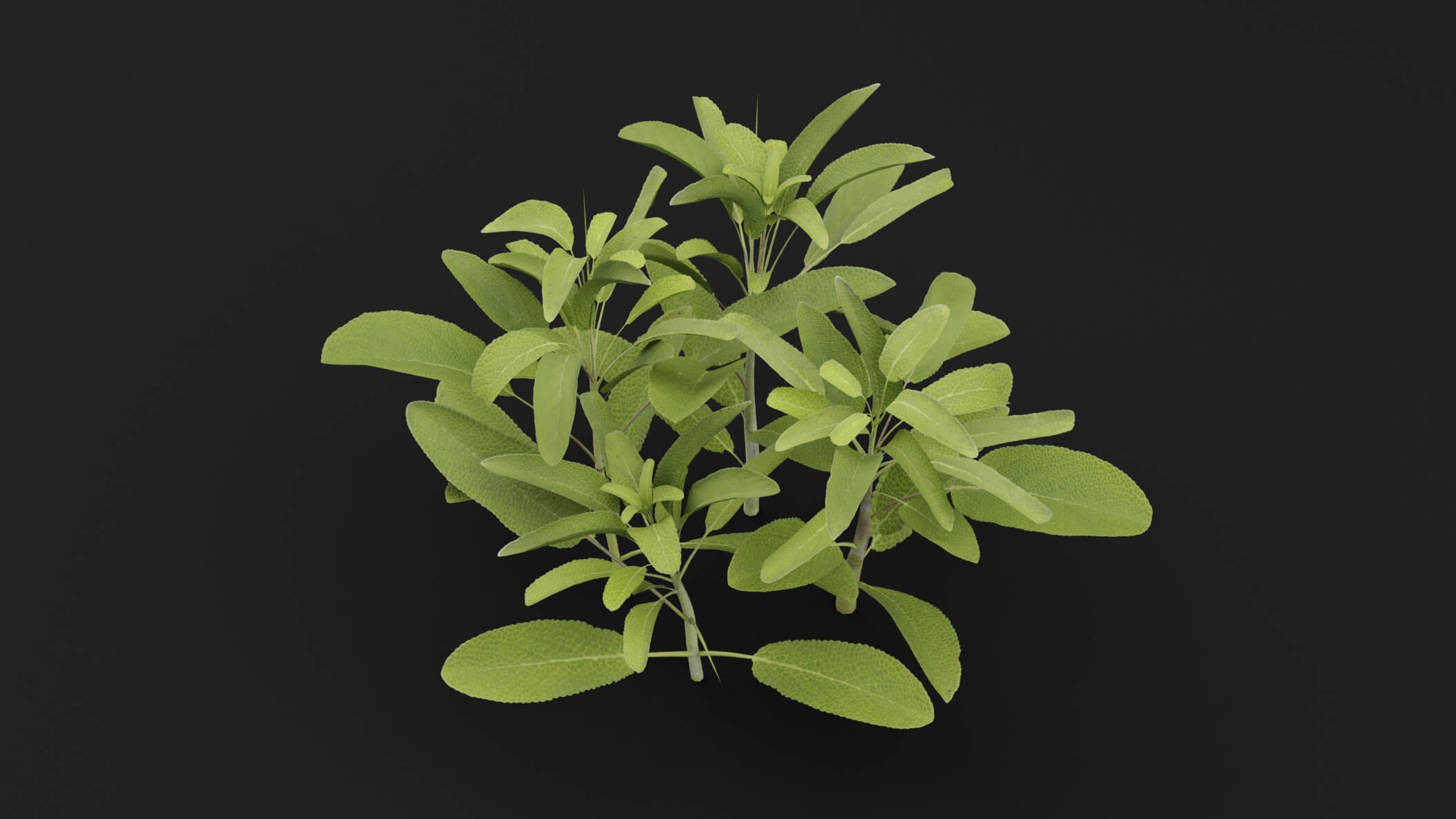 Salvia Officinalis Plant - 3D Model by Green Lander