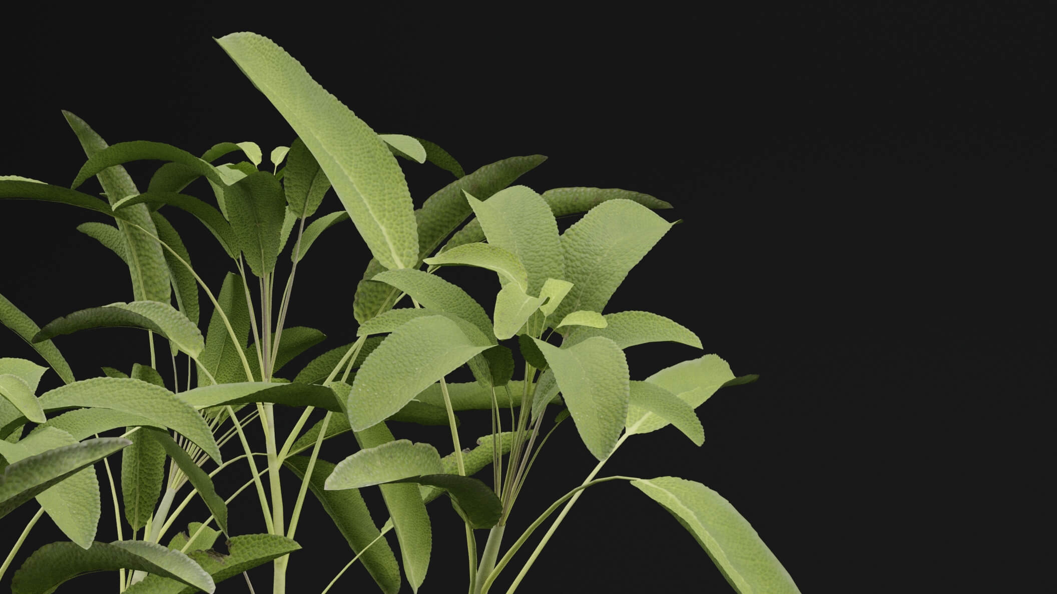 Salvia Officinalis Plant - 3D Model by Green Lander