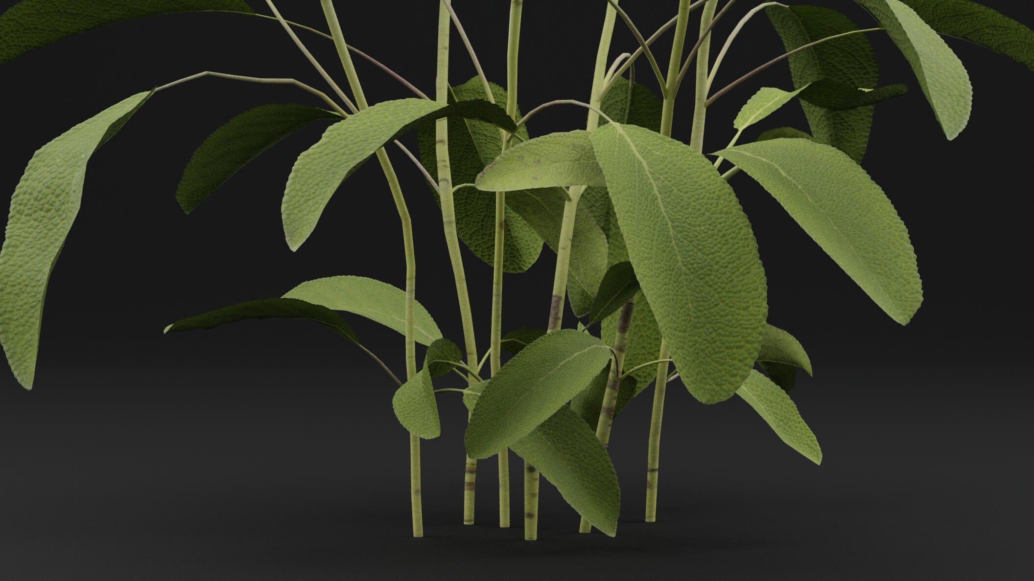 Salvia Officinalis Plant - 3D Model by Green Lander