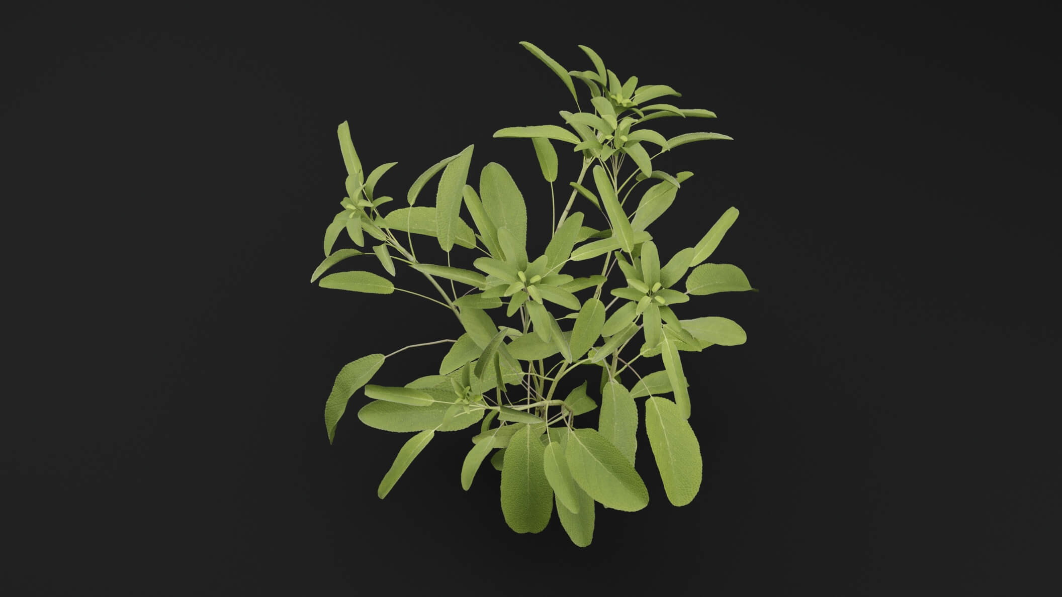Salvia Officinalis Plant - 3D Model by Green Lander