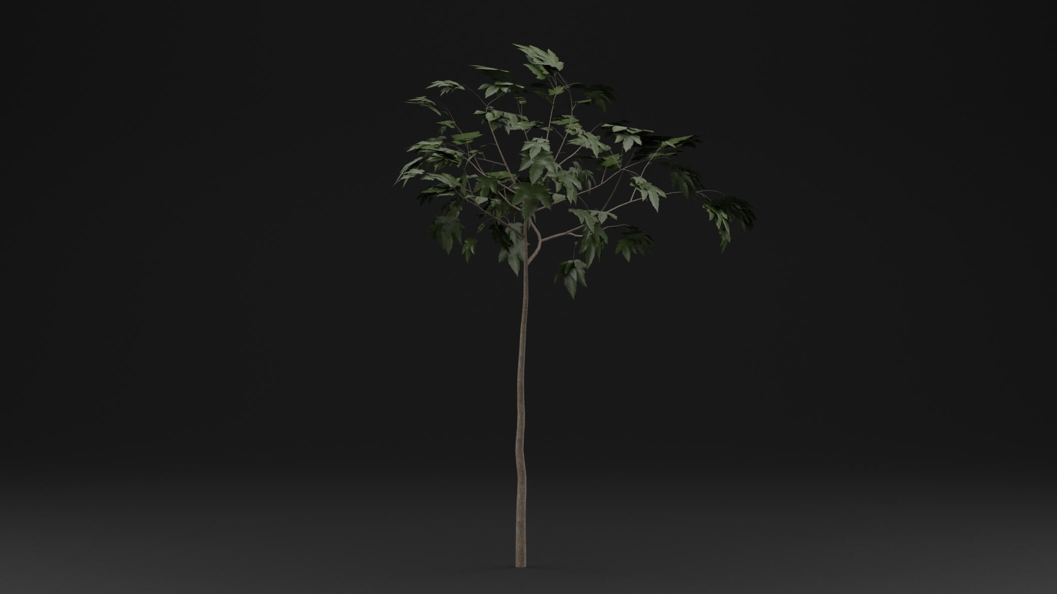 Sapling Tree - 3D Model by Green Lander