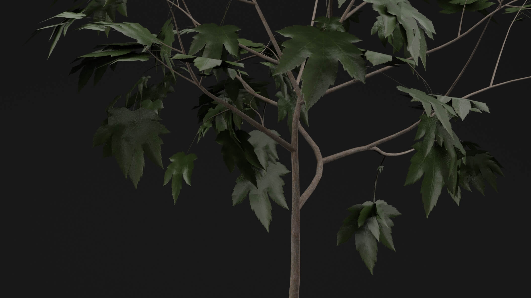 Sapling Tree - 3D Model by Green Lander