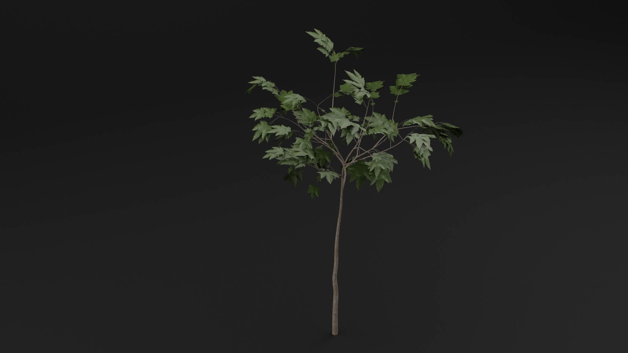 Sapling Tree - 3D Model by Green Lander