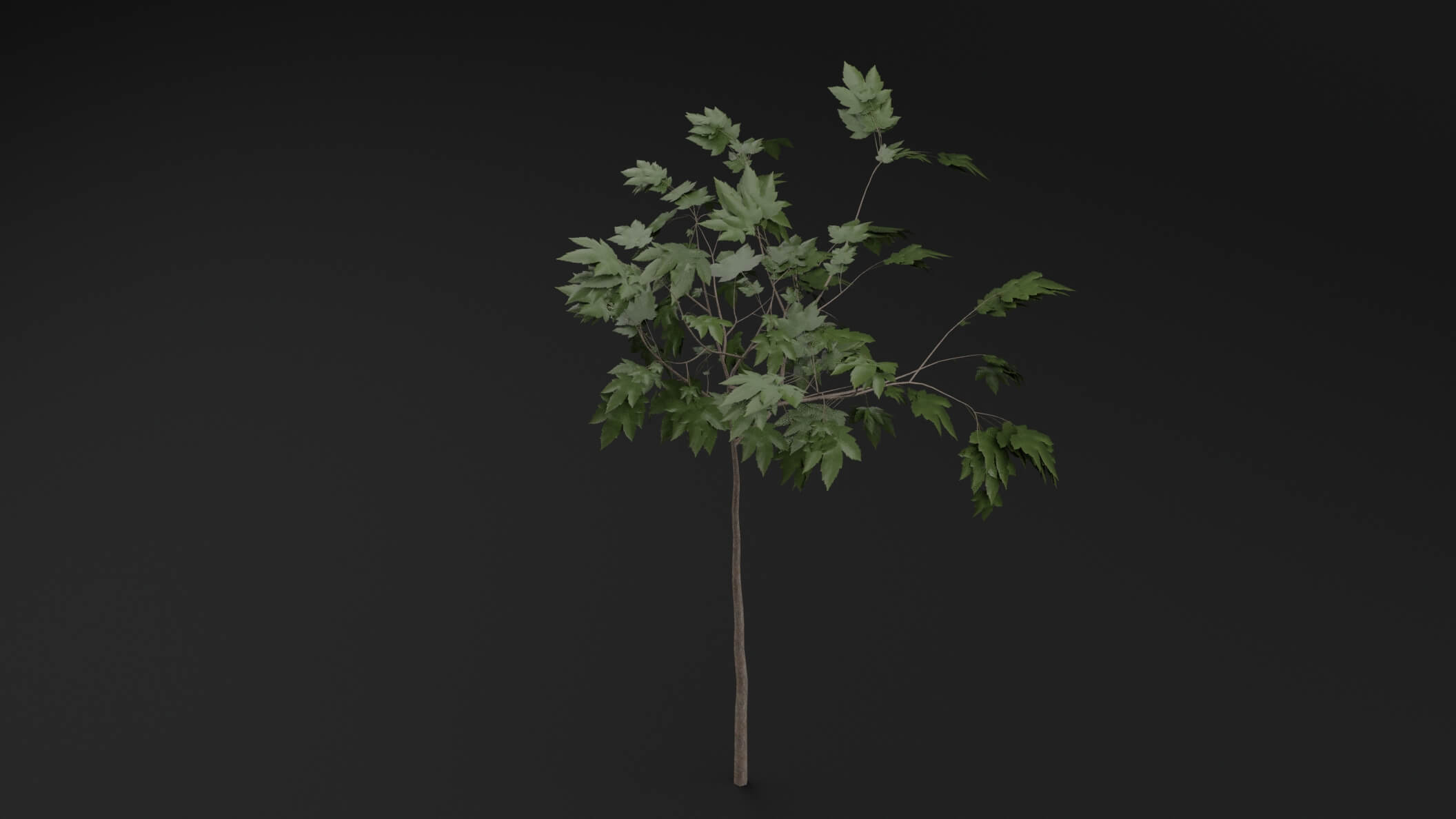 Sapling Tree - 3D Model by Green Lander