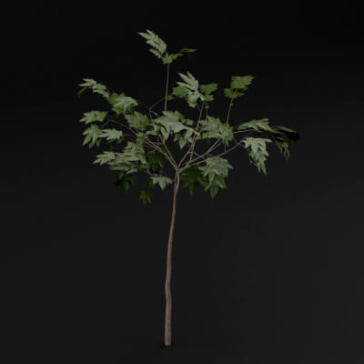 Sapling Tree - 3D Model by Green Lander