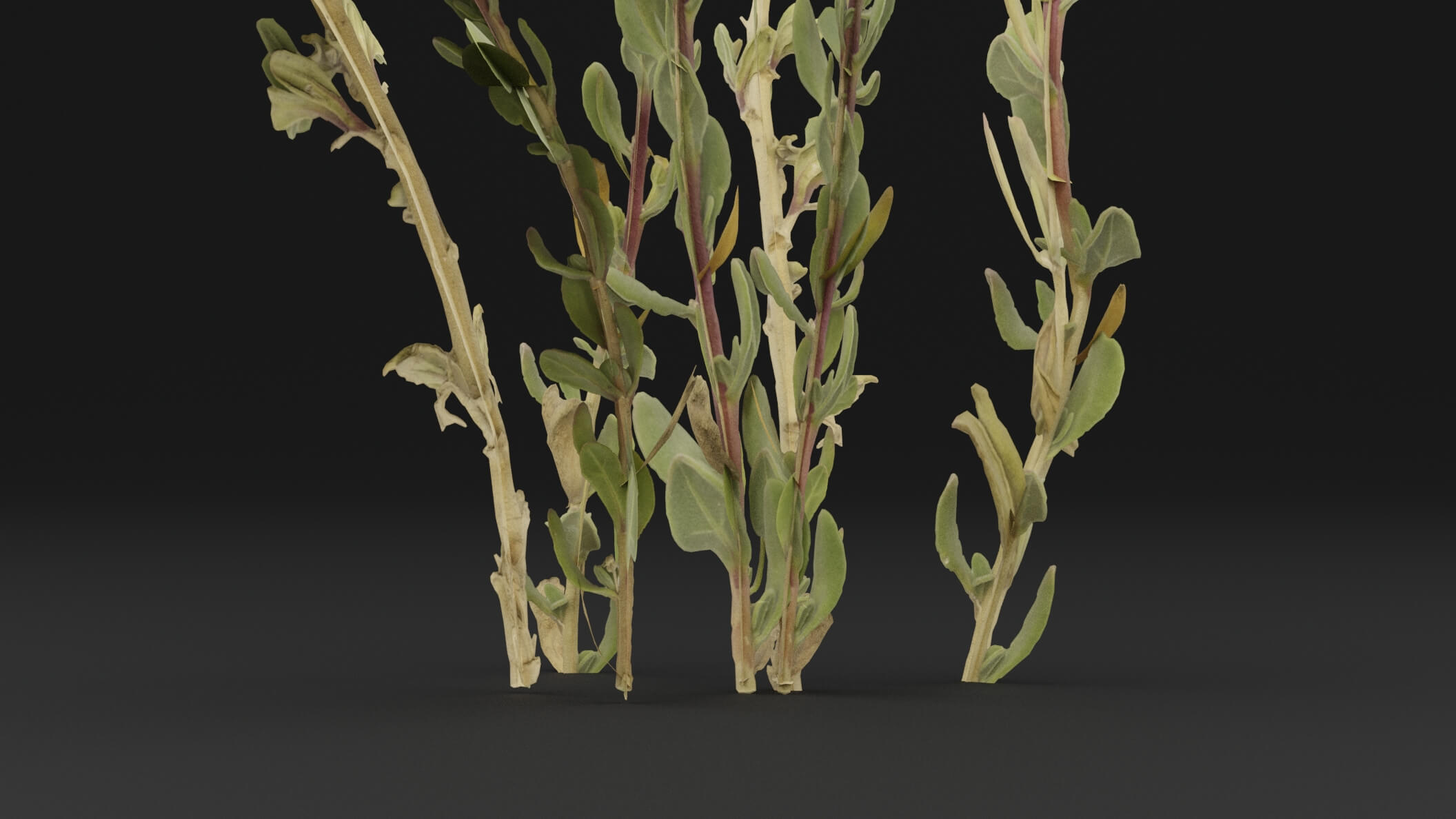 Sea Beet Plant - 3D Model by Green Lander