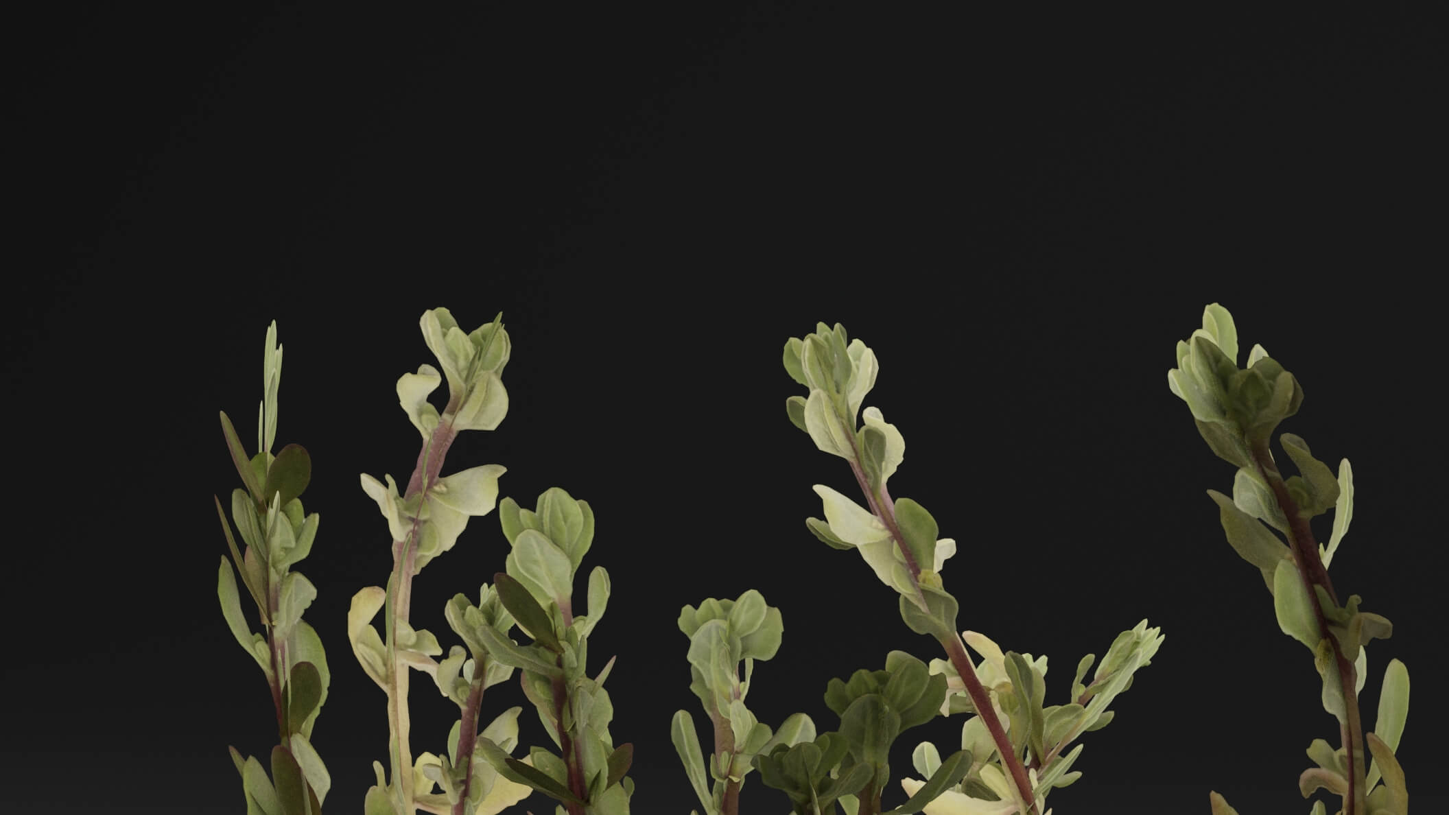Sea Beet Plant - 3D Model by Green Lander