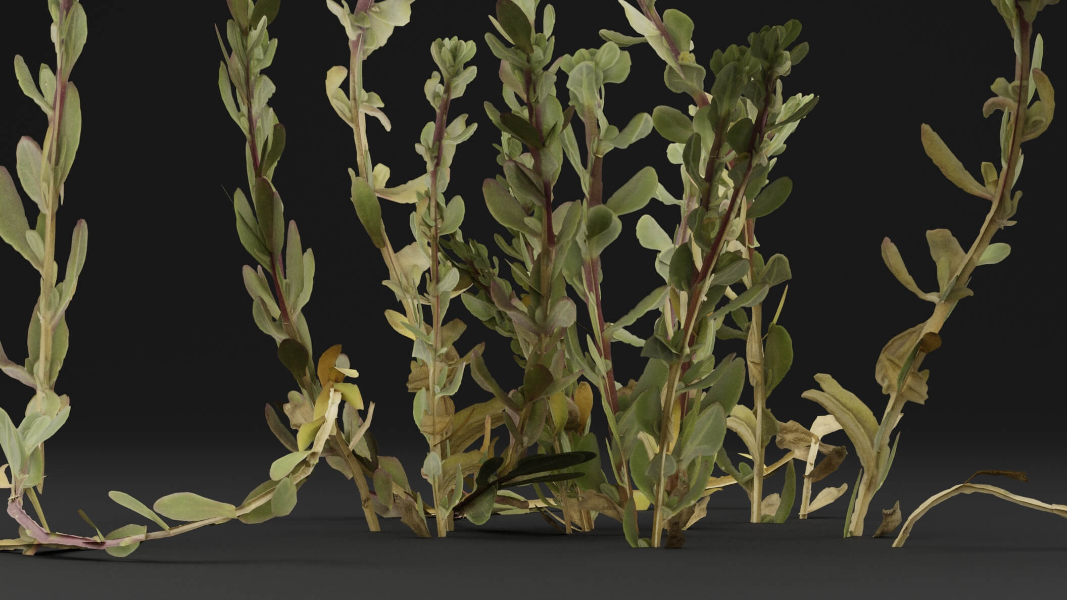 Sea Beet Plant - 3D Model by Green Lander
