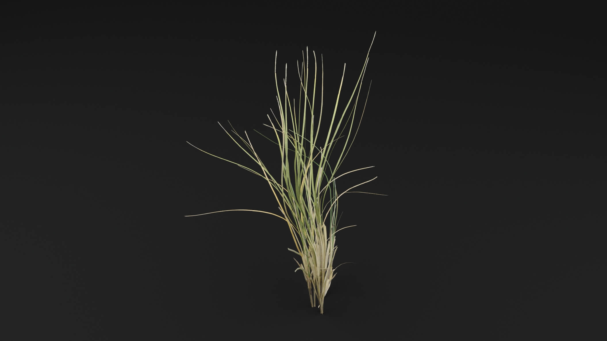 Seaweed Plant - 3D Model by Green Lander