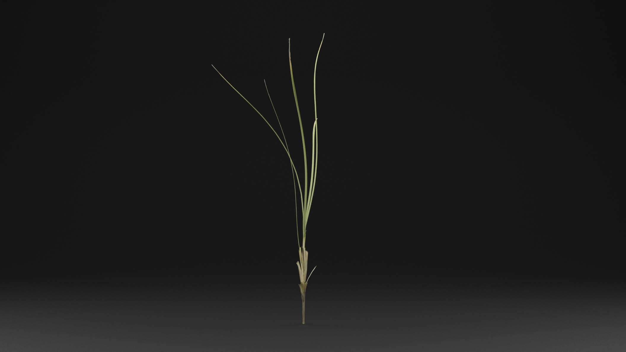Seaweed Plant - 3D Model by Green Lander