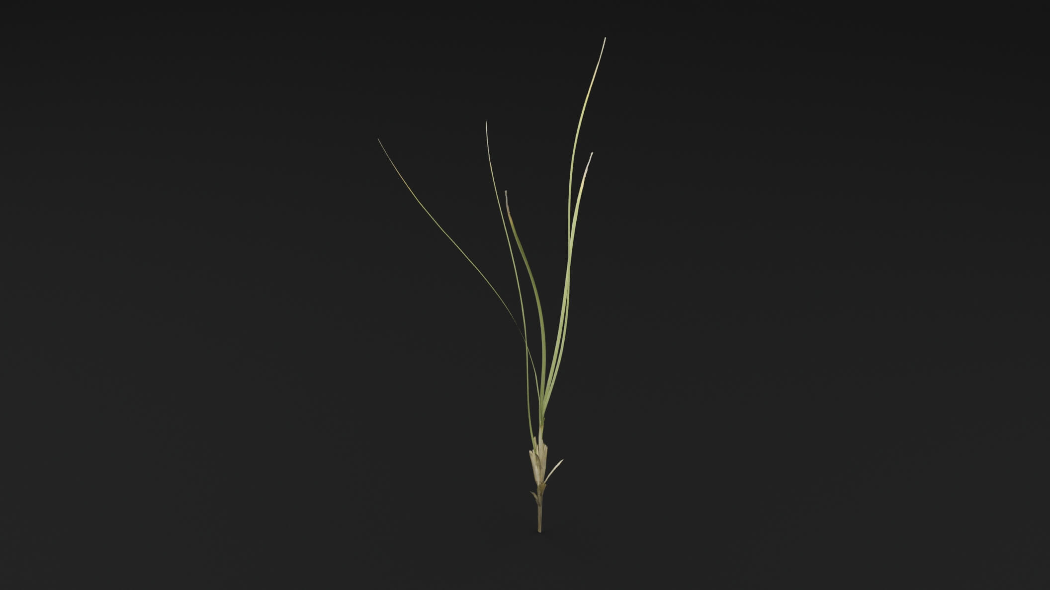 Seaweed Plant - 3D Model by Green Lander