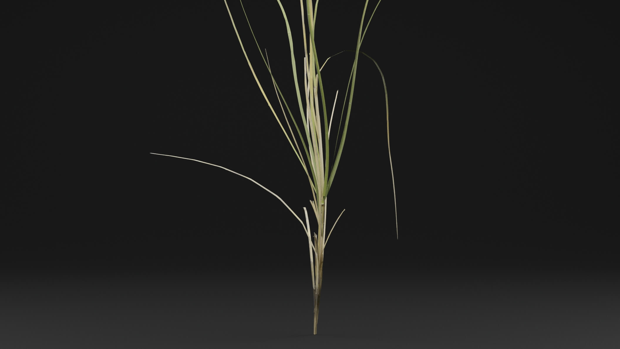 Seaweed Plant - 3D Model by Green Lander