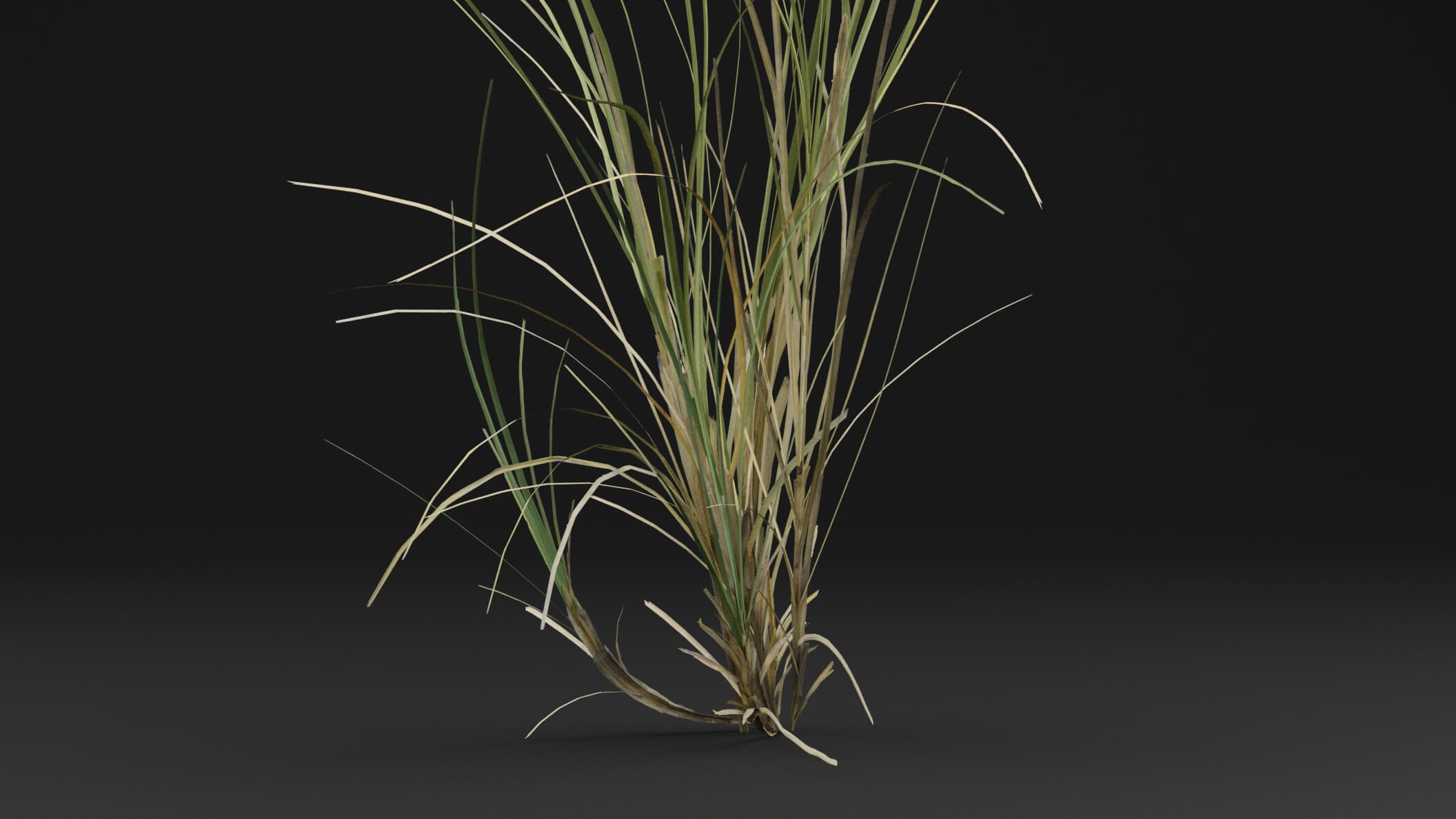 Seaweed Plant - 3D Model by Green Lander