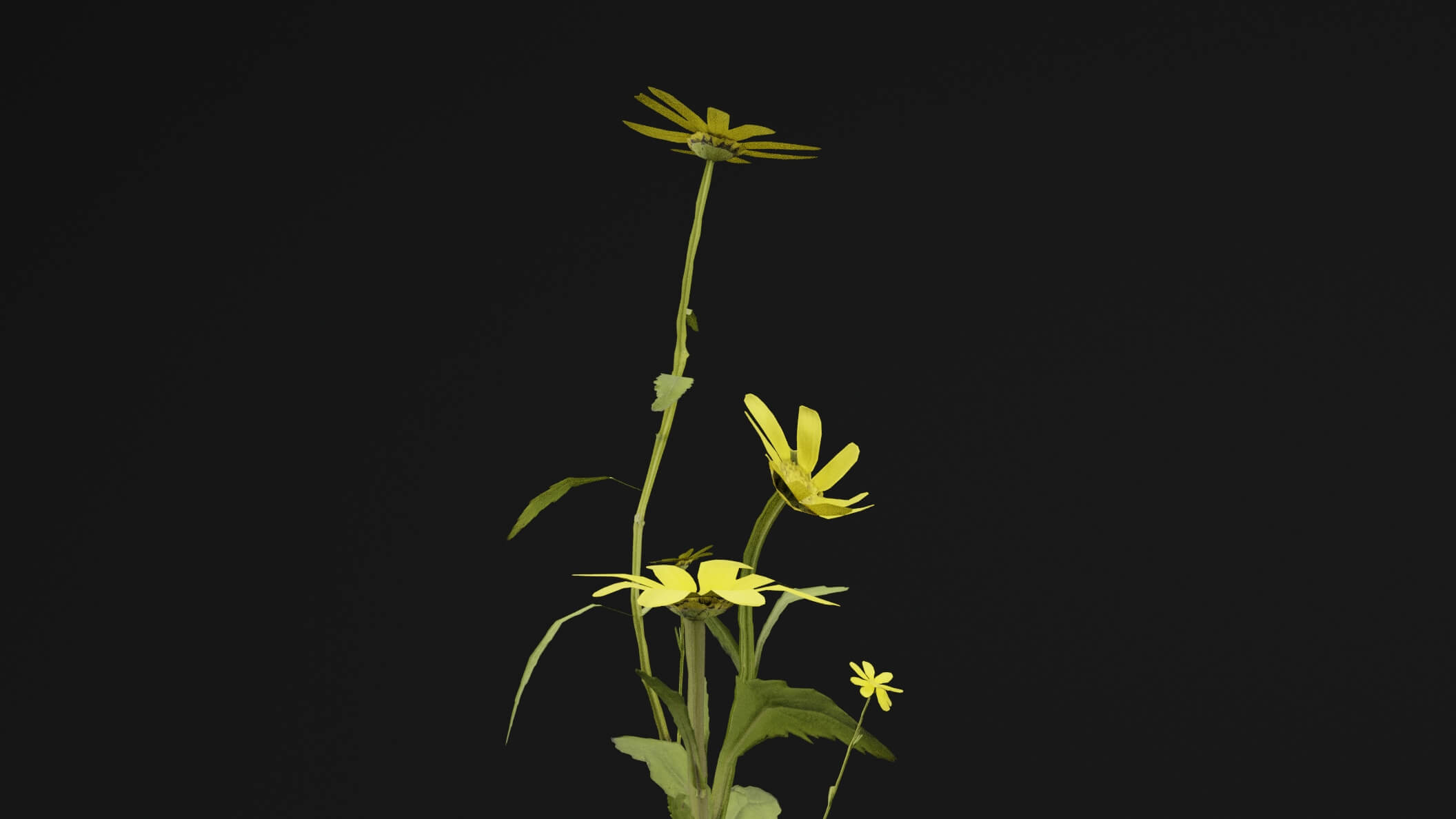 Senecio Pinnatifolius Plant - 3D Model by Green Lander
