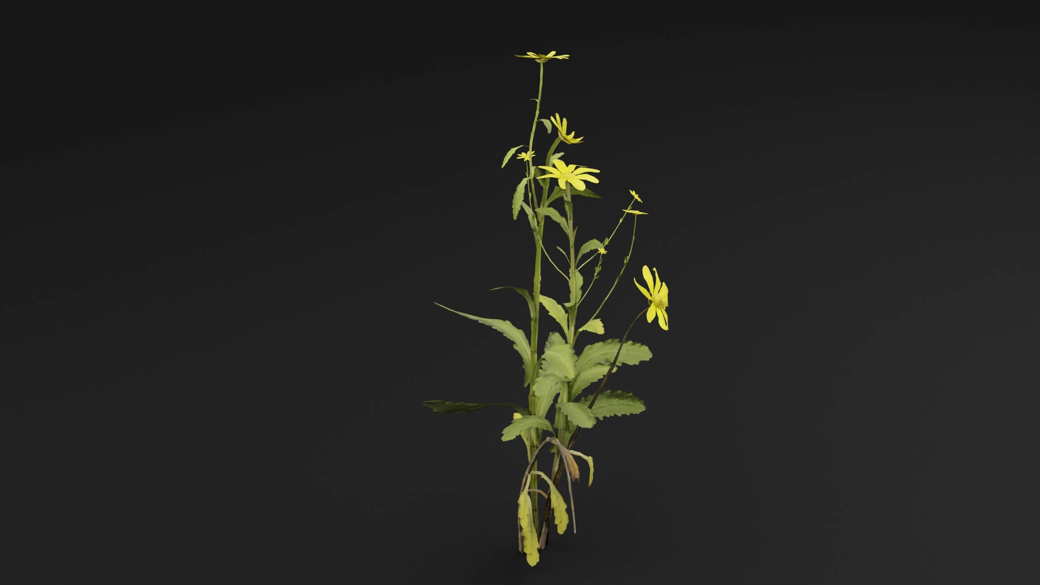 Senecio Pinnatifolius Plant - 3D Model by Green Lander