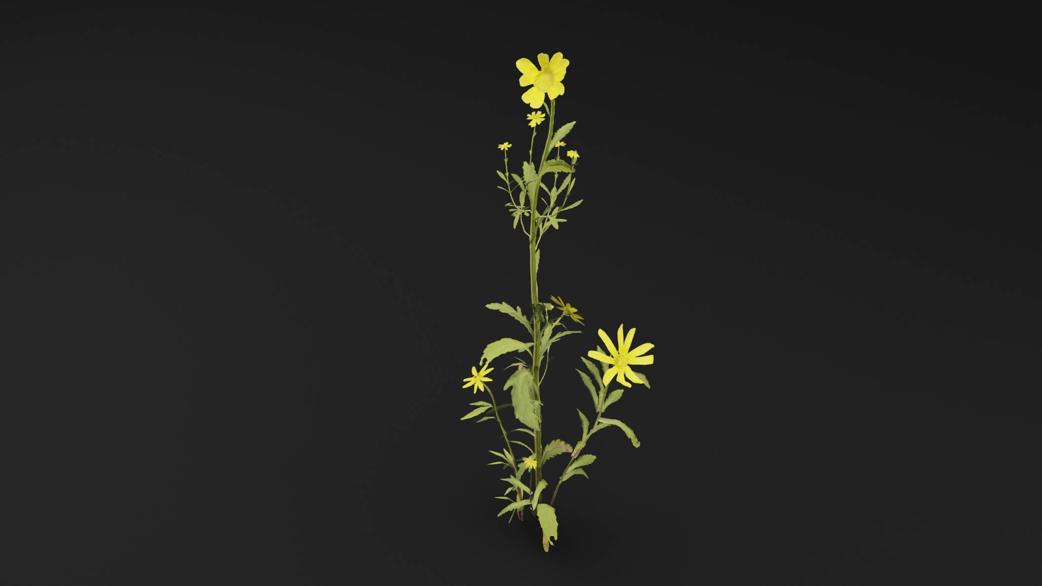 Senecio Pinnatifolius Plant - 3D Model by Green Lander