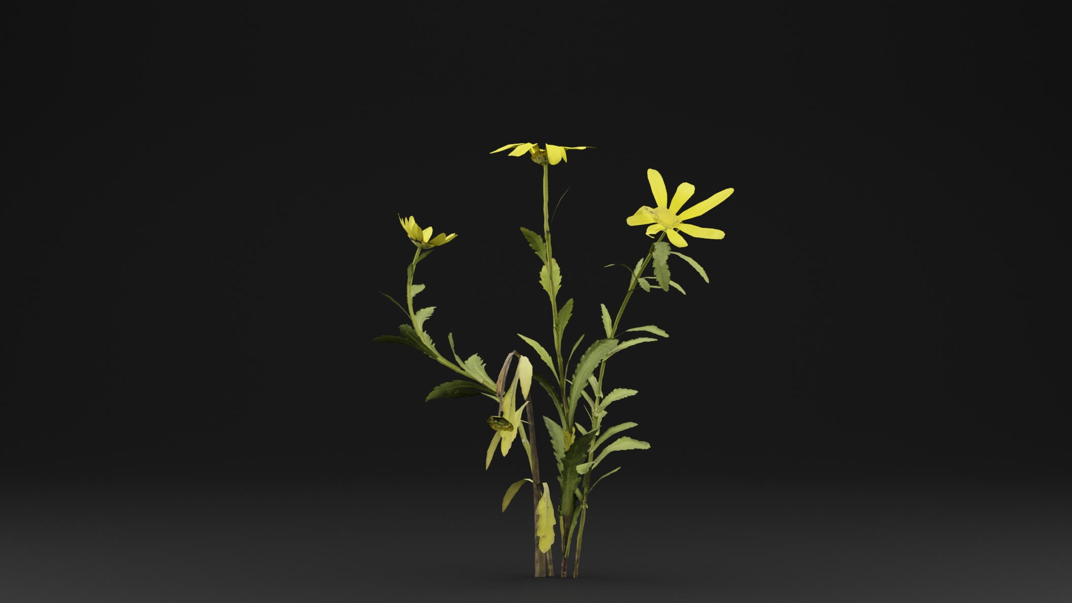 Senecio Pinnatifolius Plant - 3D Model by Green Lander