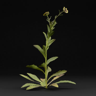 Southern Cone Marigold Plant - 3D Model by Green Lander