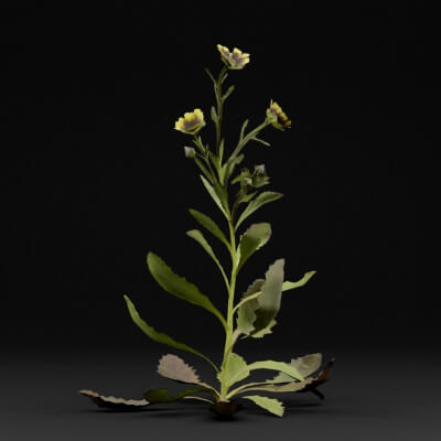 Southern Cone Marigold Plant - 3D Model by Green Lander