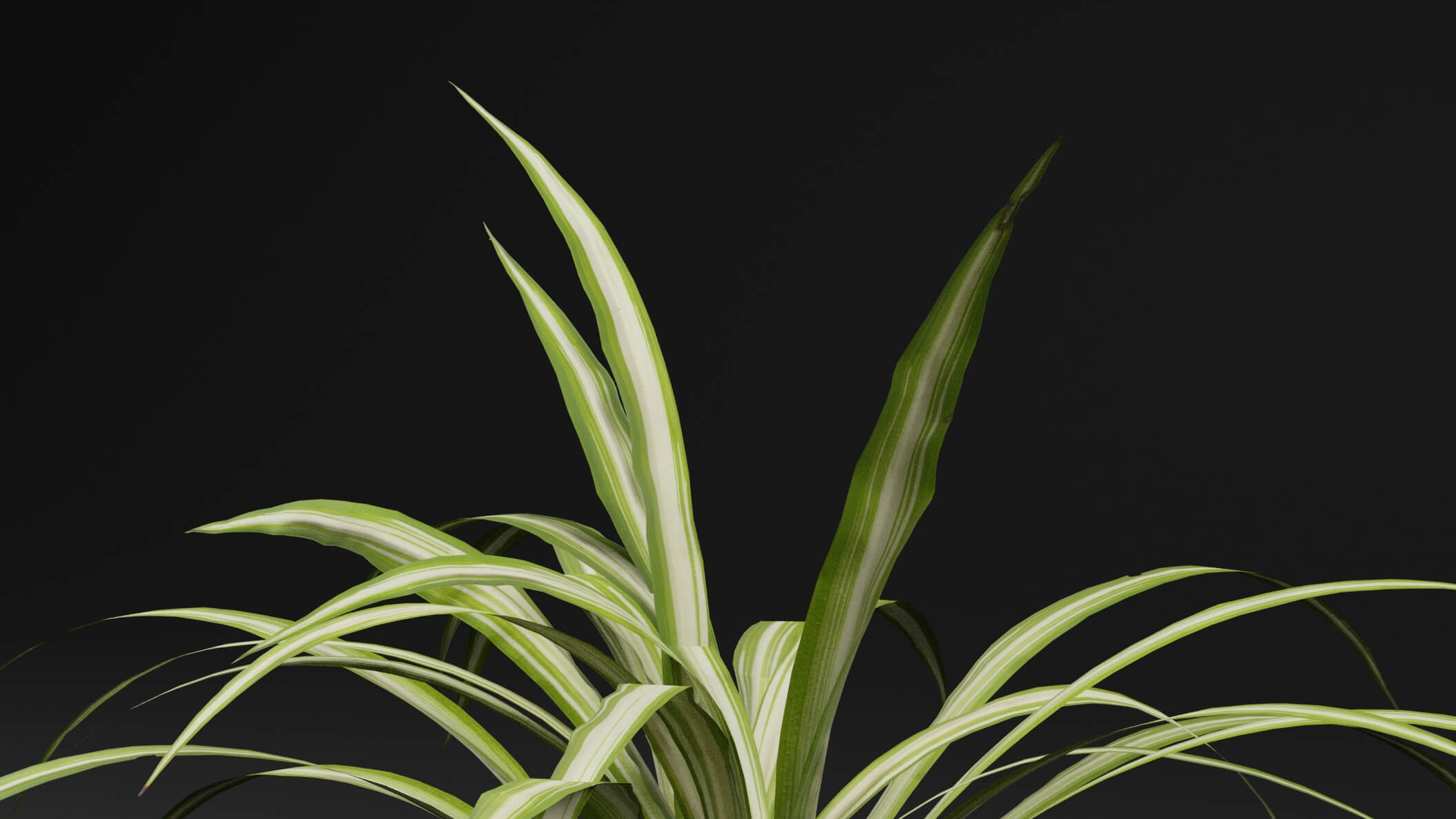 Spider Plant 2 - 3D Model by Green Lander