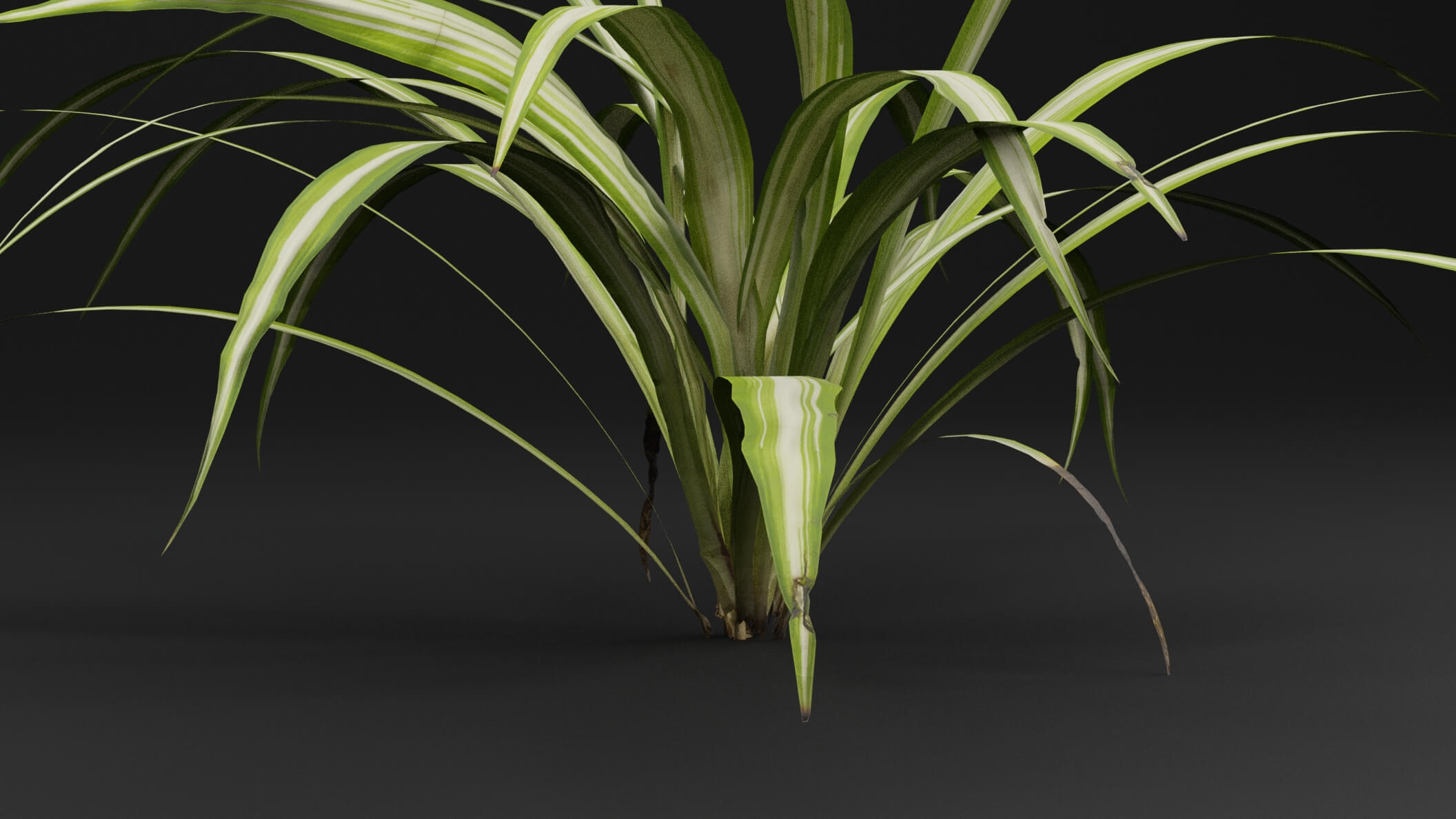 Spider Plant 2 - 3D Model by Green Lander