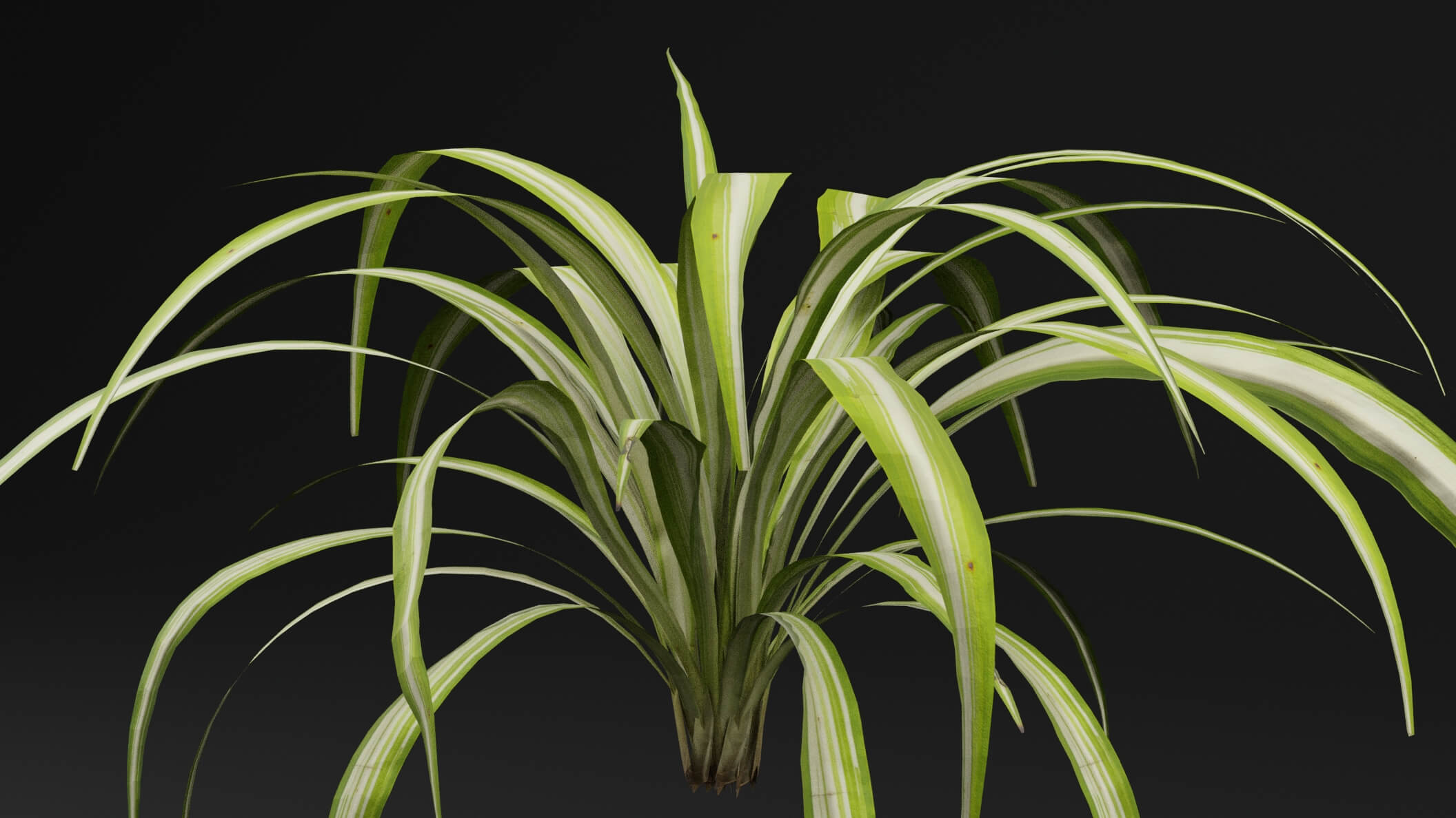Spider Plant 4 - 3D Model by Green Lander