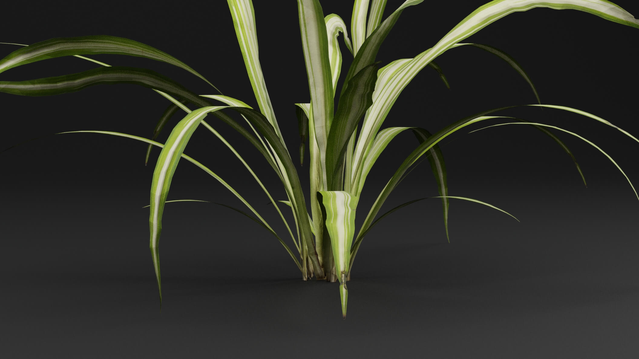 Spider Plant 1 - 3D Model by Green Lander