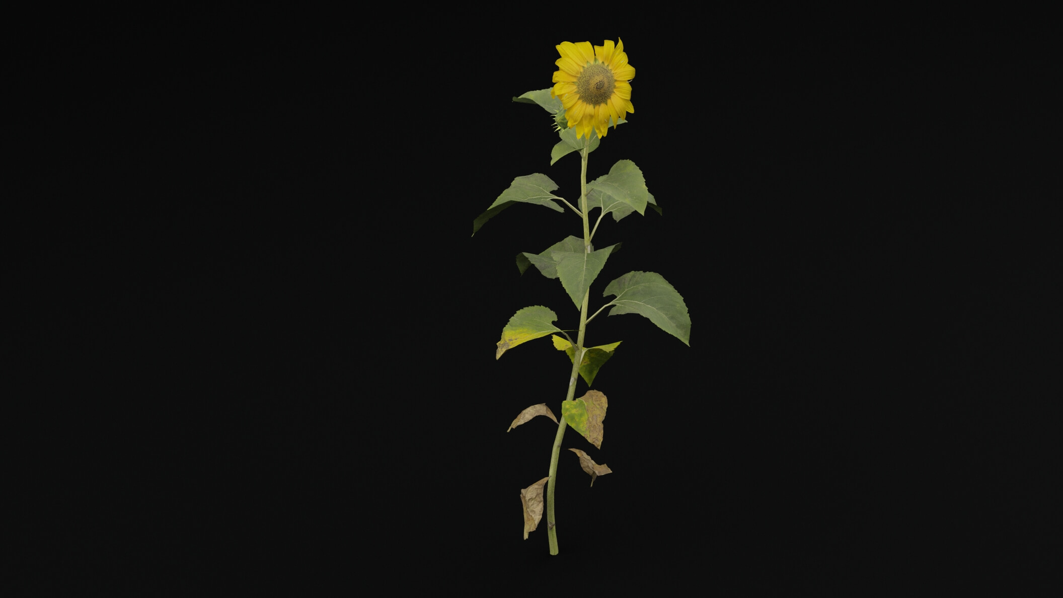 Sun Flower Plant - 3D Model by Green Lander