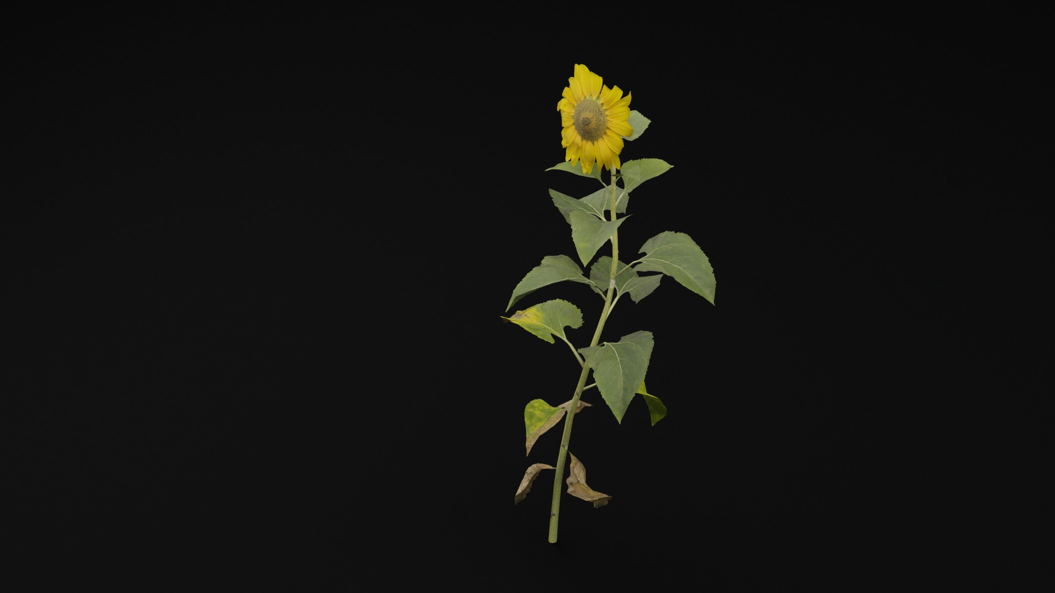 Sun Flower Plant - 3D Model by Green Lander