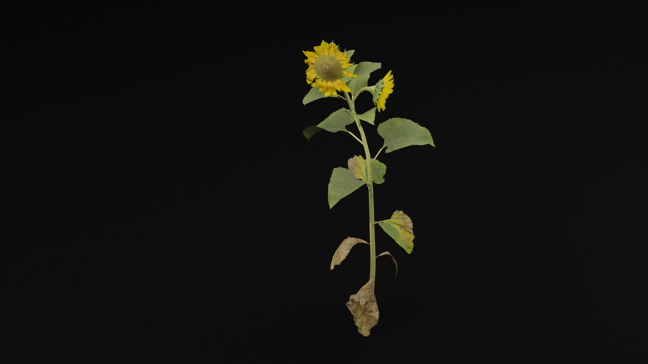 Sun Flower Plant - 3D Model by Green Lander