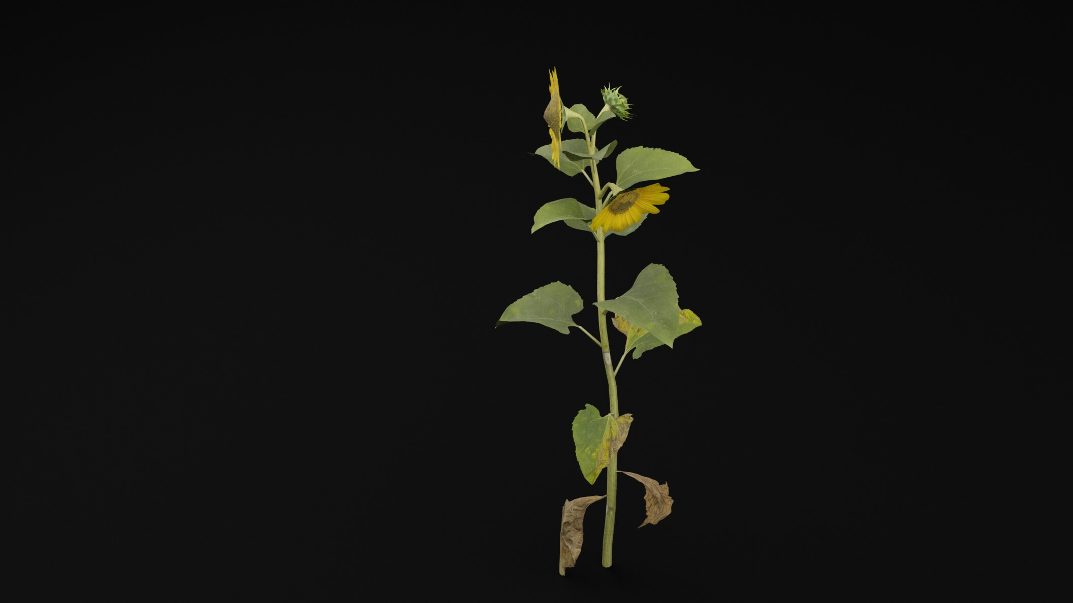 Sun Flower Plant - 3D Model by Green Lander
