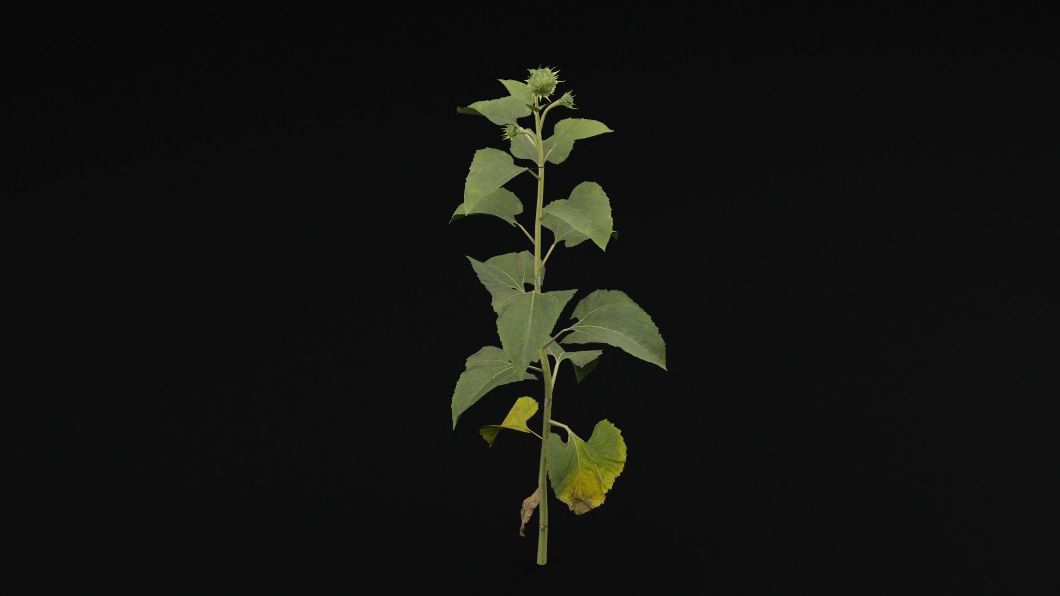 Sun Flower Plant - 3D Model by Green Lander