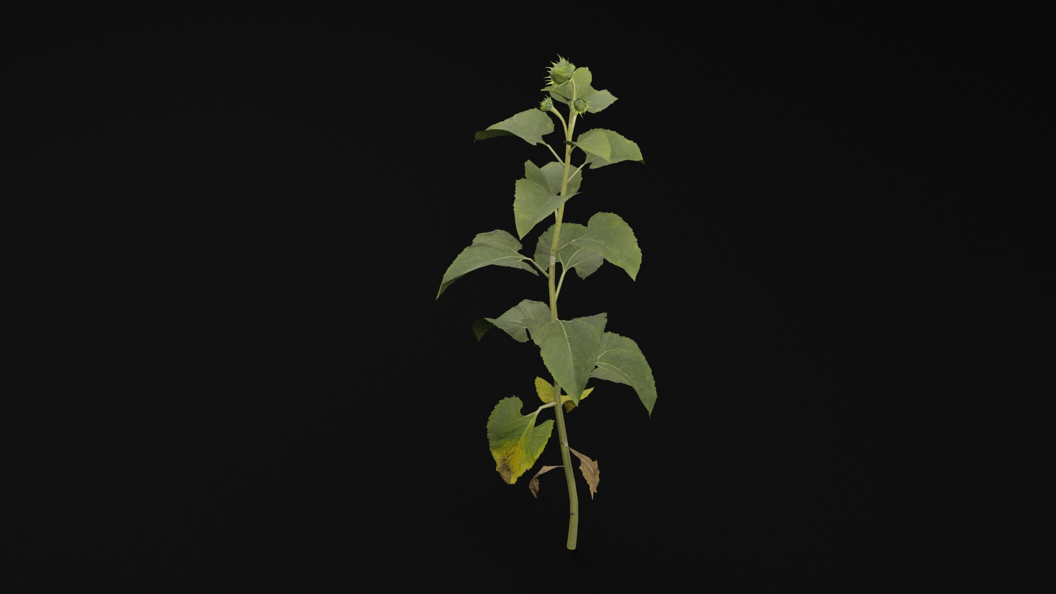 Sun Flower Plant - 3D Model by Green Lander