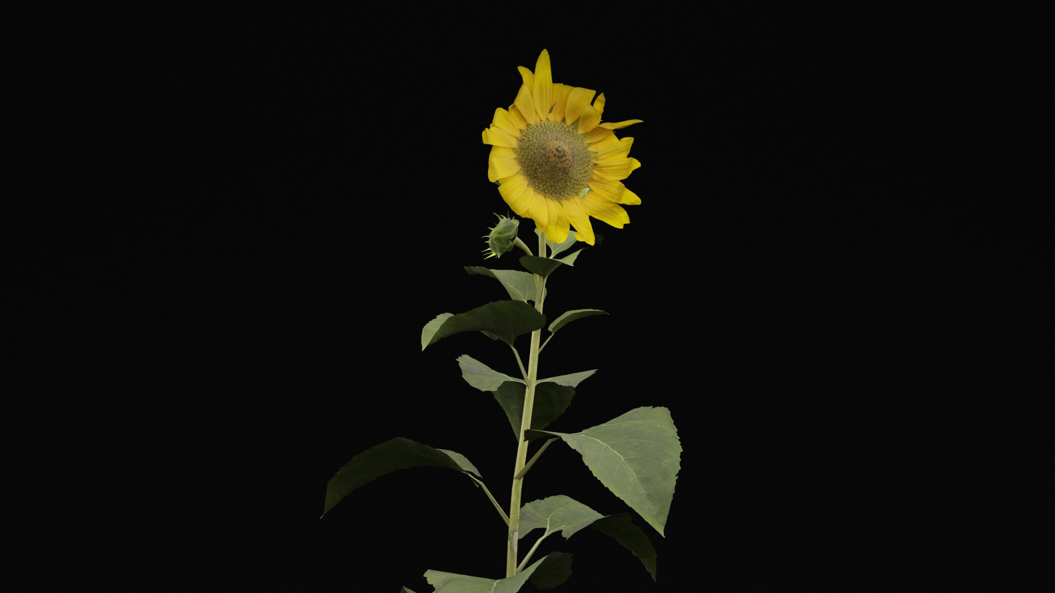 Sun Flower Plant - 3D Model by Green Lander