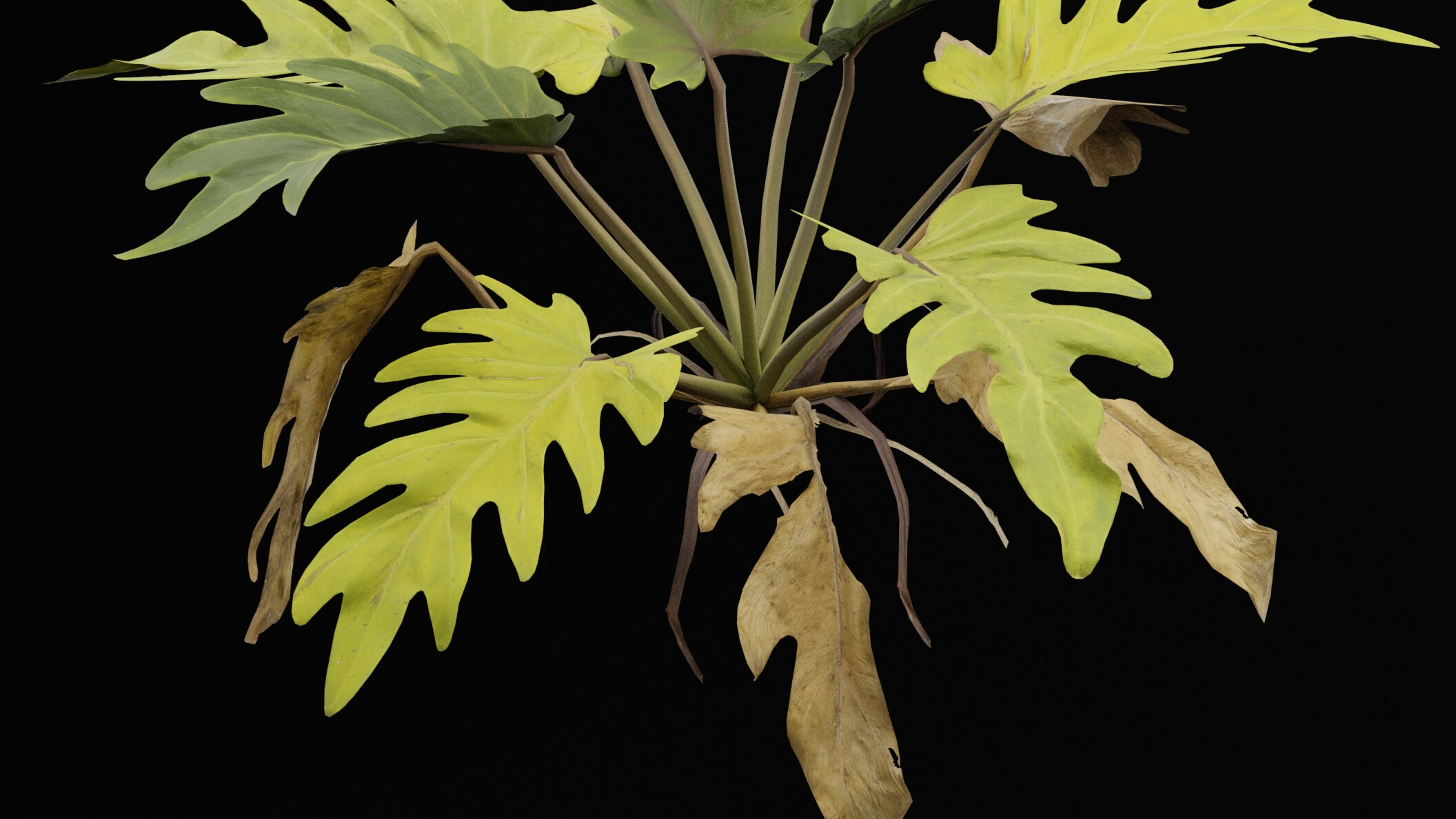 Thaumatophyllum Xanadu Plants - 3D Model by Green Lander