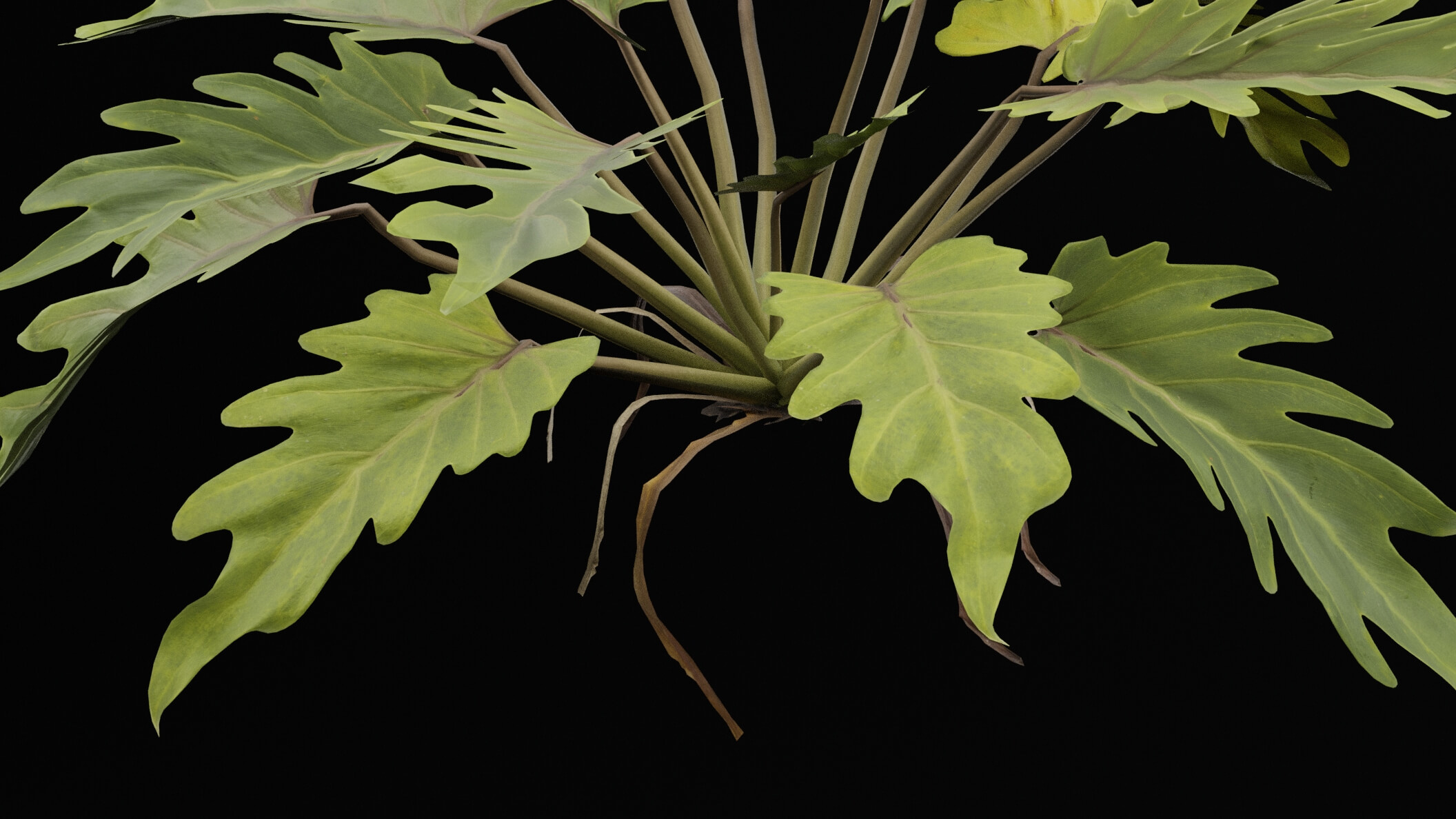 Thaumatophyllum Xanadu Plants - 3D Model by Green Lander