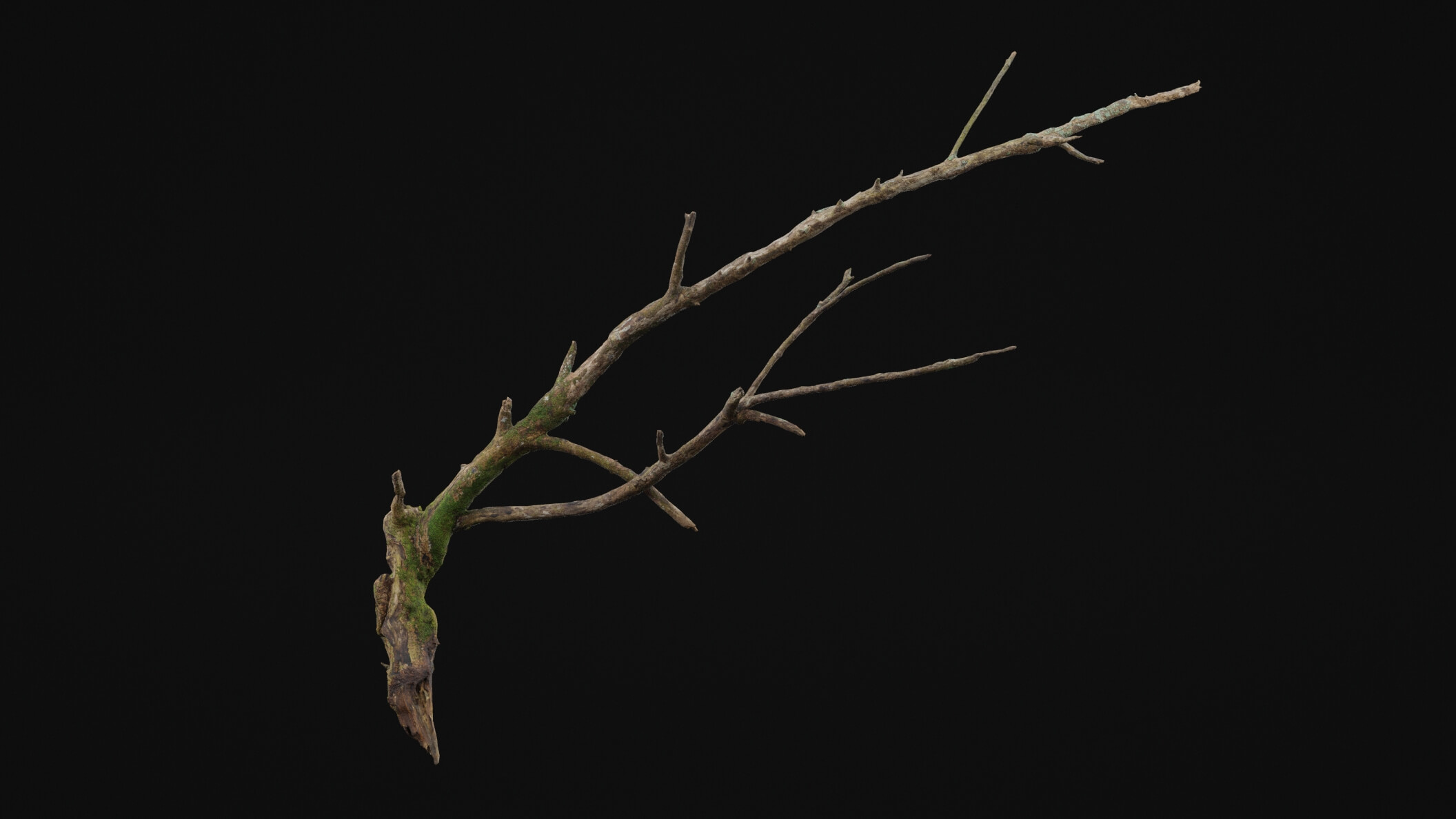 Realistic Tree Branch - 3D Model by Green Lander