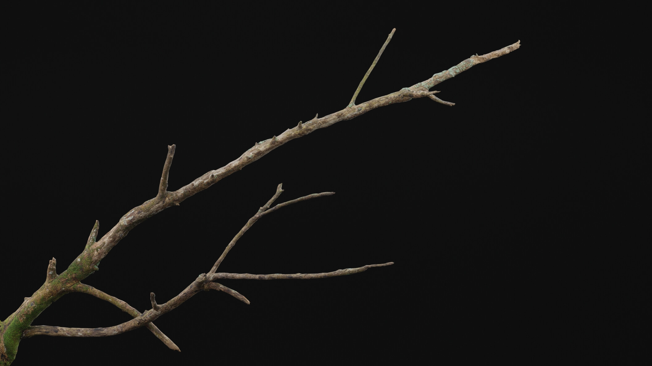 Realistic Tree Branch - 3D Model by Green Lander