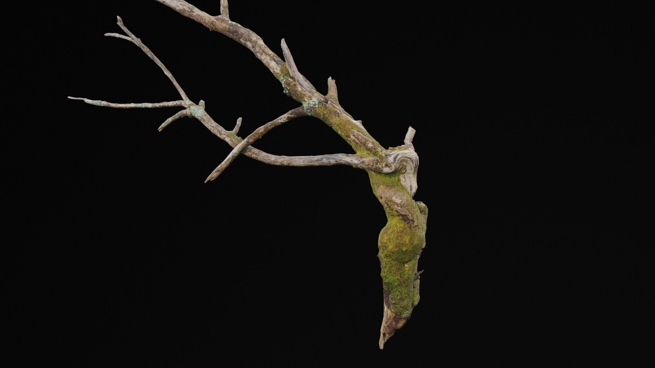 Realistic Tree Branch - 3D Model by Green Lander