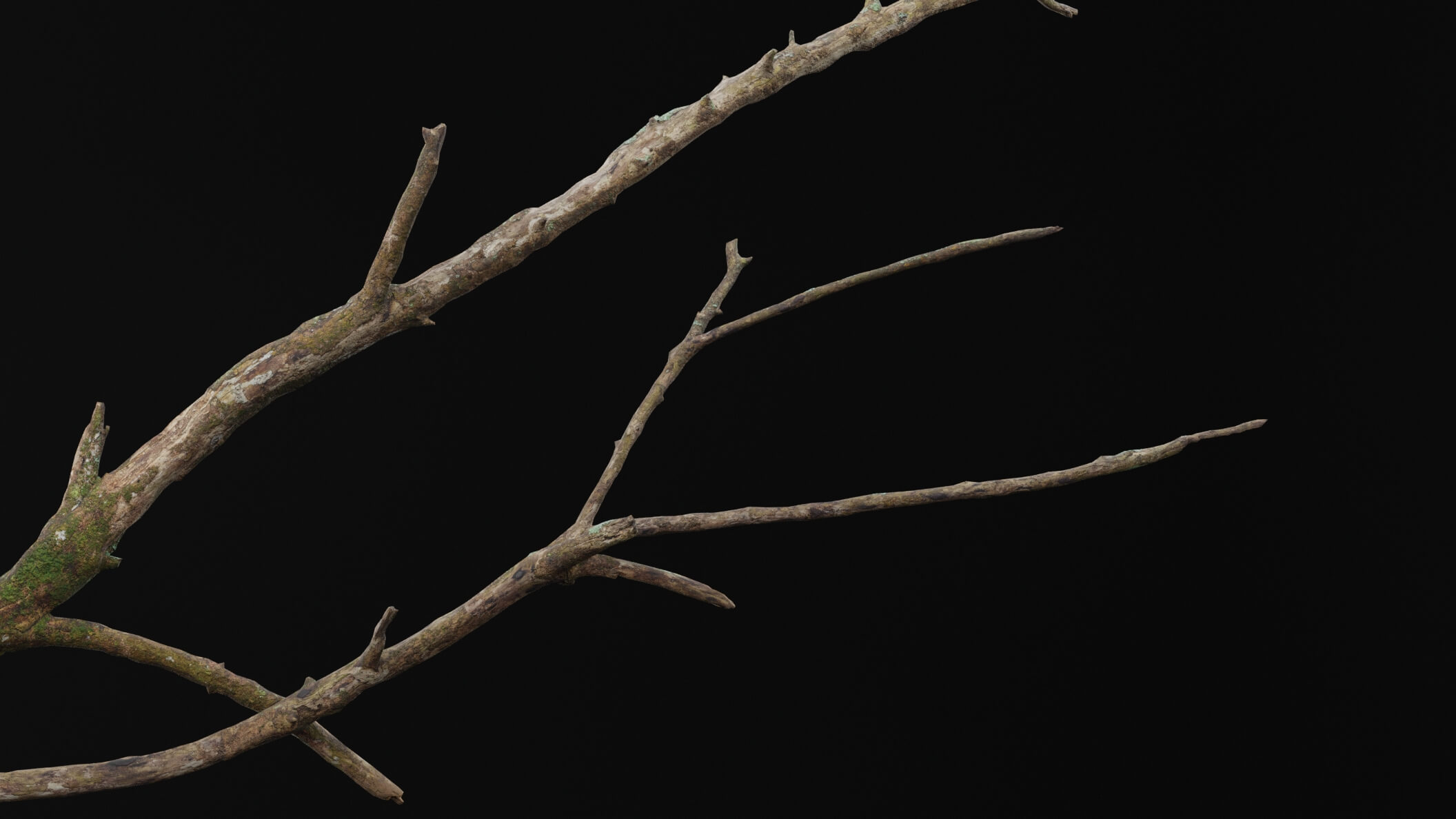 Realistic Tree Branch - 3D Model by Green Lander