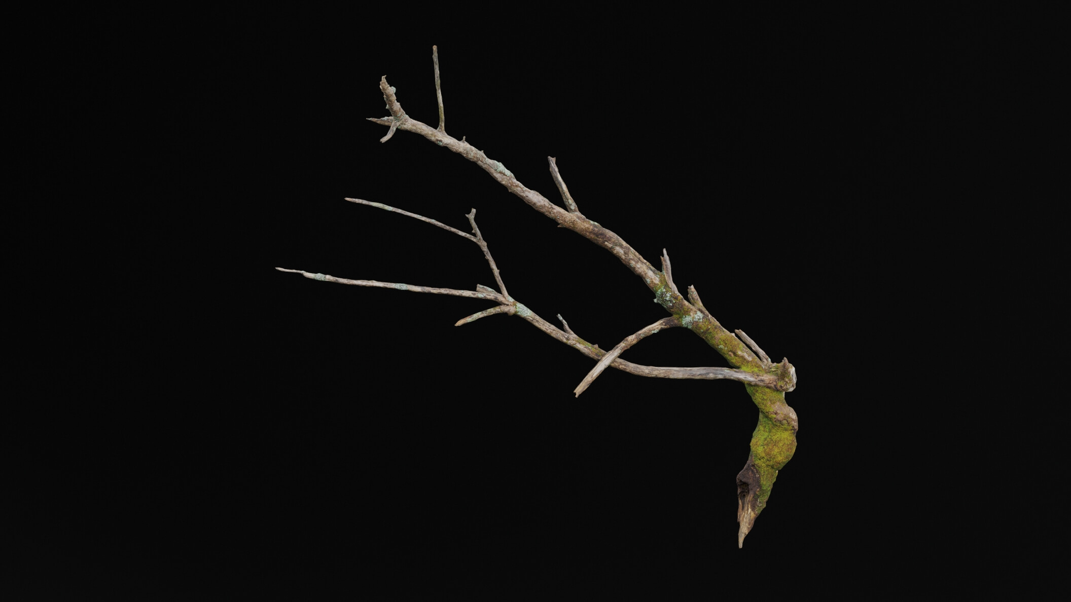 Realistic Tree Branch - 3D Model by Green Lander