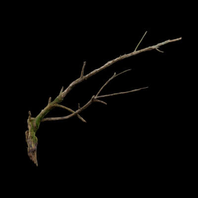 Realistic Tree Branch - 3D Model by Green Lander
