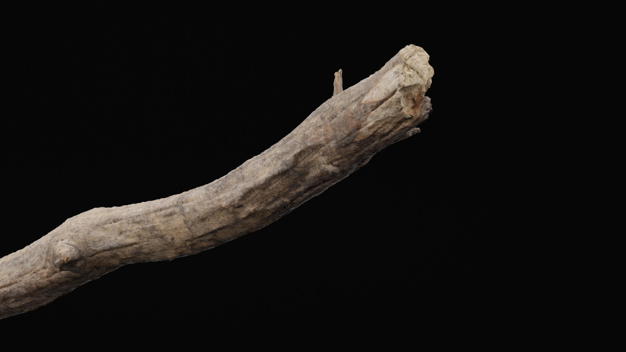 Realistic Tree Branch - 3D Model by Green Lander